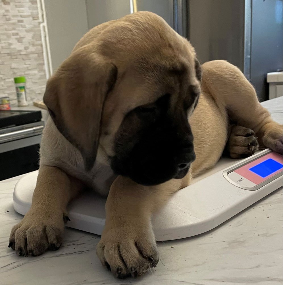 Mastiffs — Beowulf Mastiffs Global
