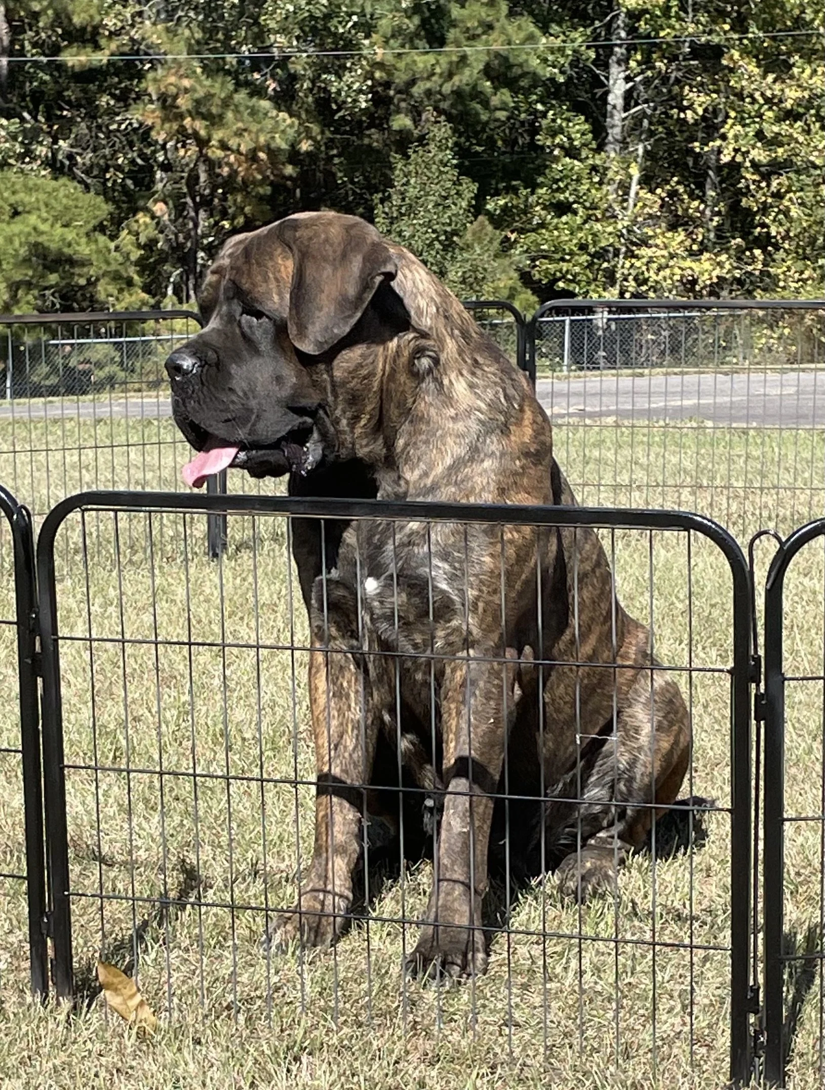 English Mastiff Puppies Available — Beowulf Mastiffs Global
