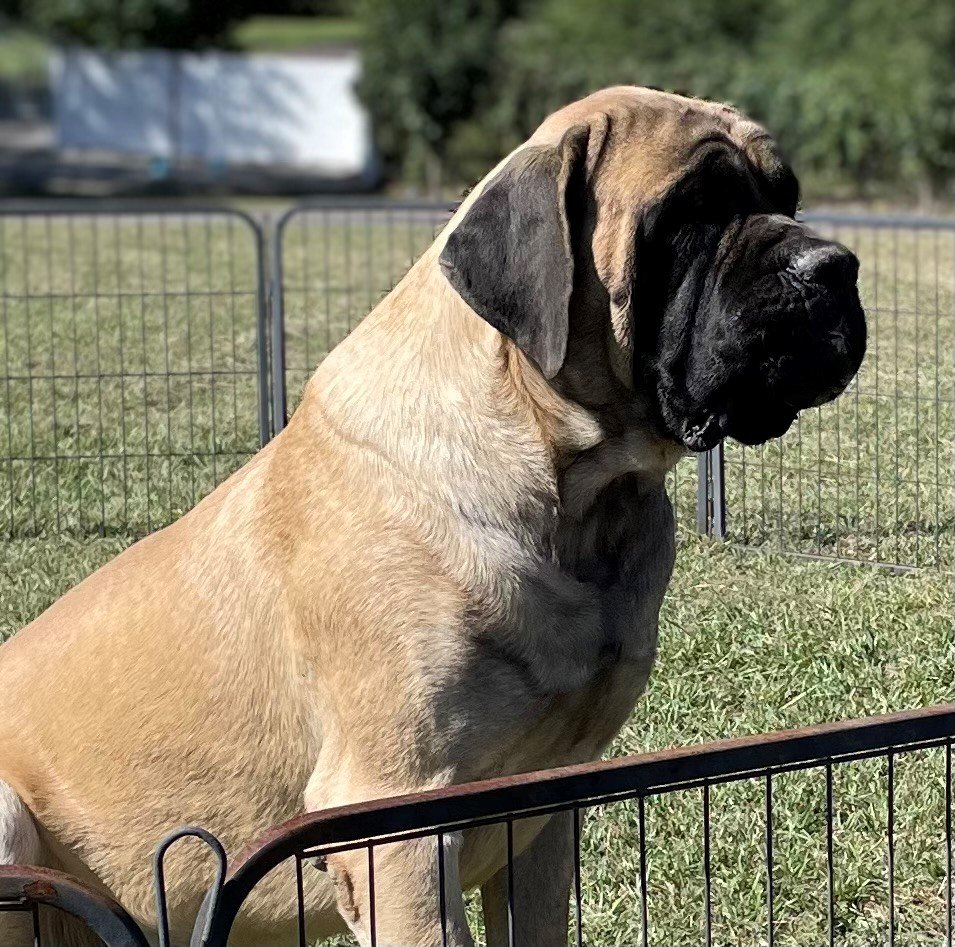 English Mastiff Puppies Available — Beowulf Mastiffs Global