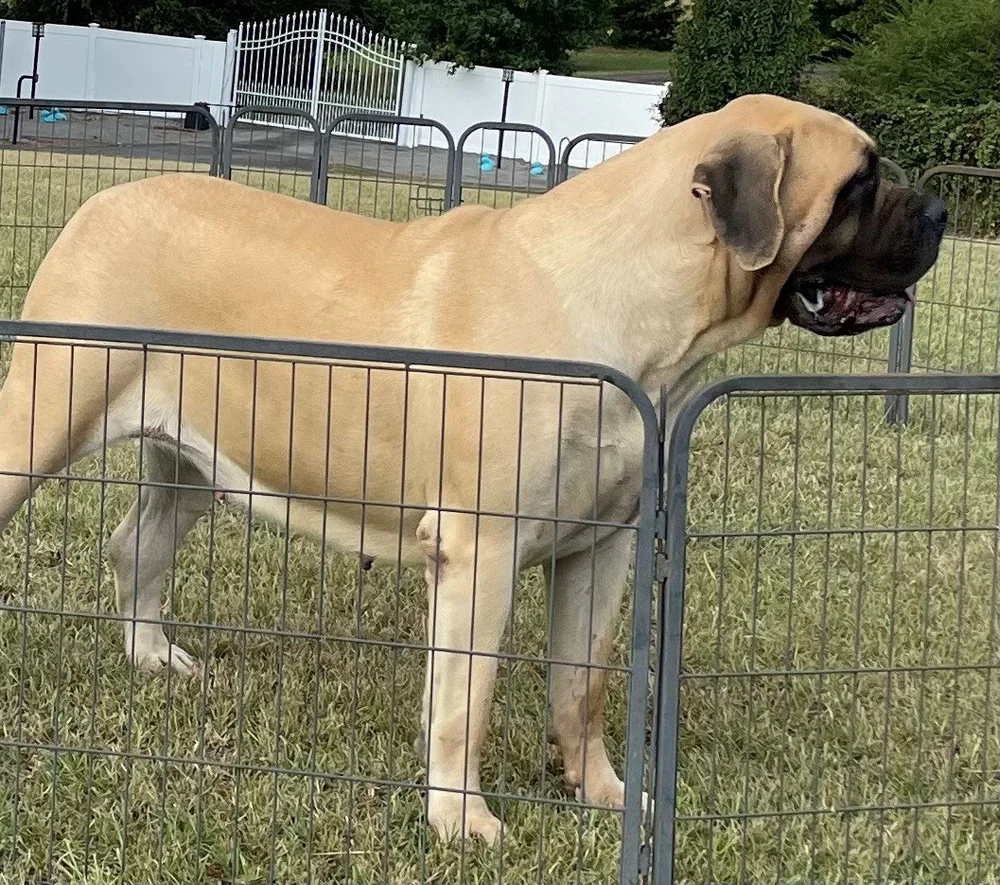 English Mastiff Puppies Available — Beowulf Mastiffs Global