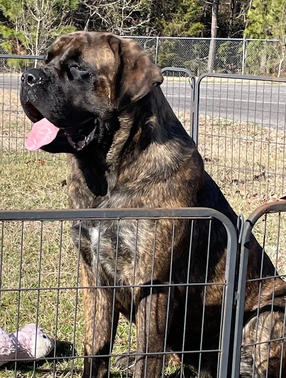 English Mastiff Puppies Available — Beowulf Mastiffs Global