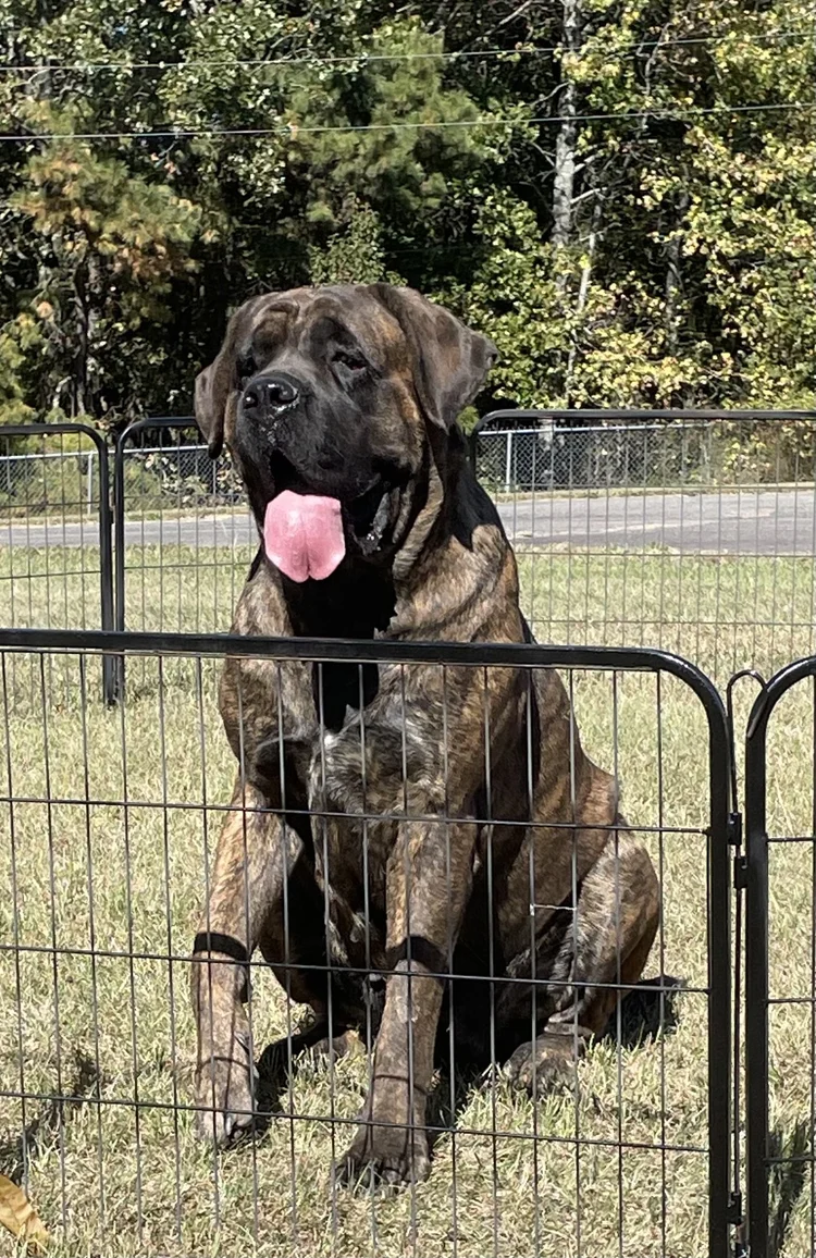 English Mastiff Puppies Available — Beowulf Mastiffs Global