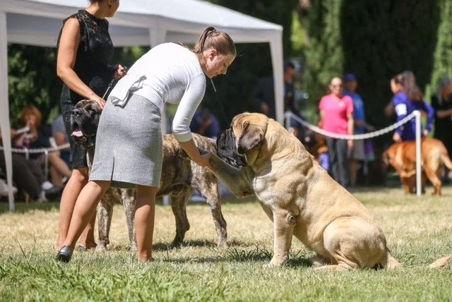 Gallery — Beowulf Mastiffs Global