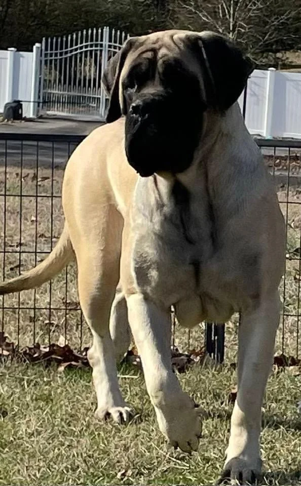 English Mastiff Puppies Available — Beowulf Mastiffs Global