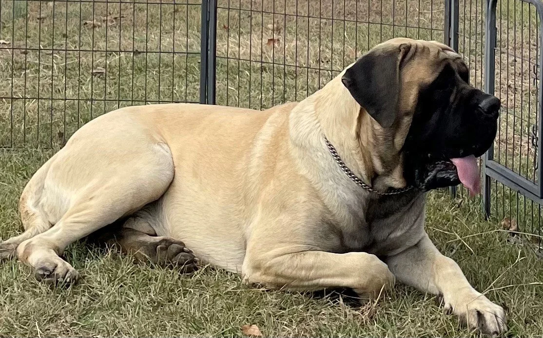 English Mastiff Puppies Available — Beowulf Mastiffs Global