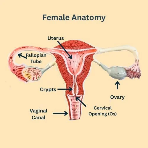 How to See Your Own Cervix: A Step-by-Step Visual Guide — Visit Fertility