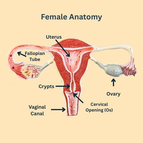 How to See Your Own Cervix: A Step-by-Step Visual Guide — Visit Fertility