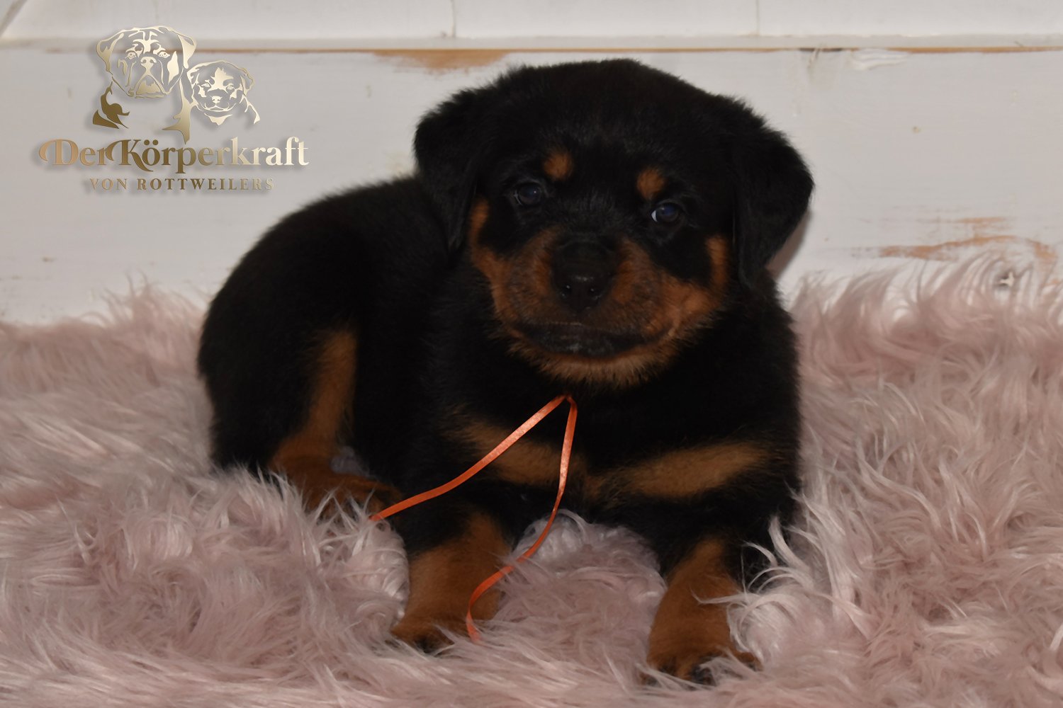 DKV Rottweilers | Rottweilers For Sale | Rottweilers For Sale