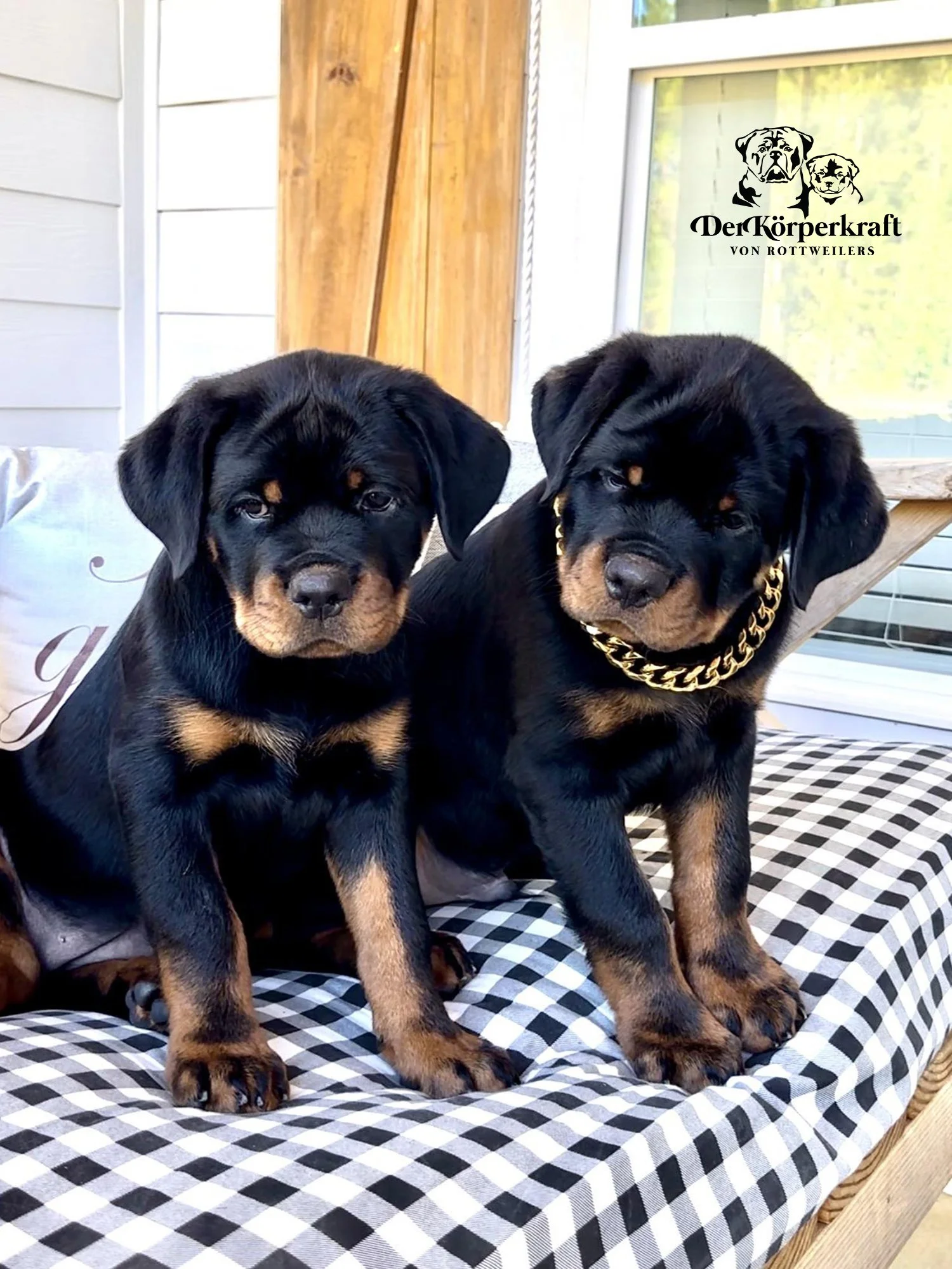DKV Rottweilers | Rottweilers For Sale | Rottweilers For Sale