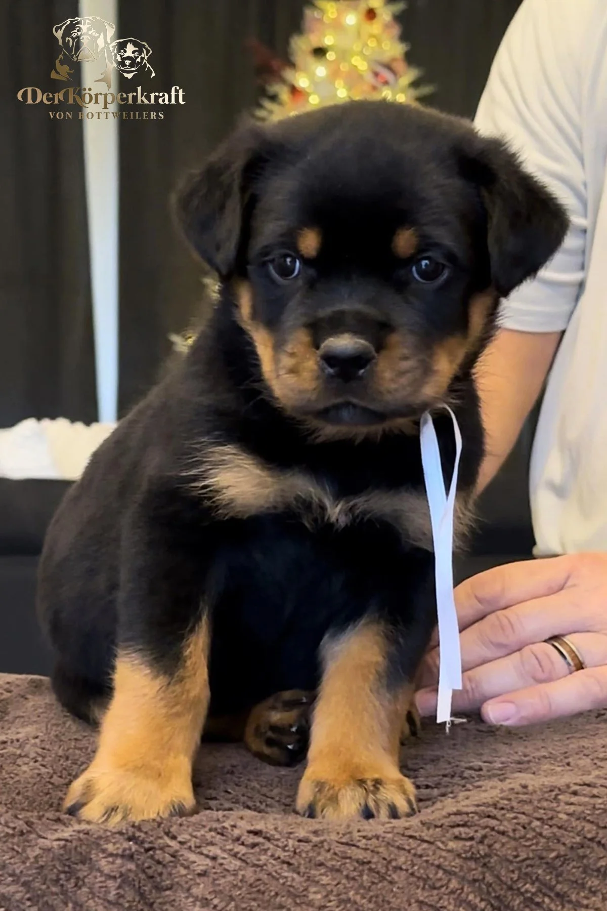 DKV Rottweilers | Rottweilers For Sale | Rottweilers For Sale