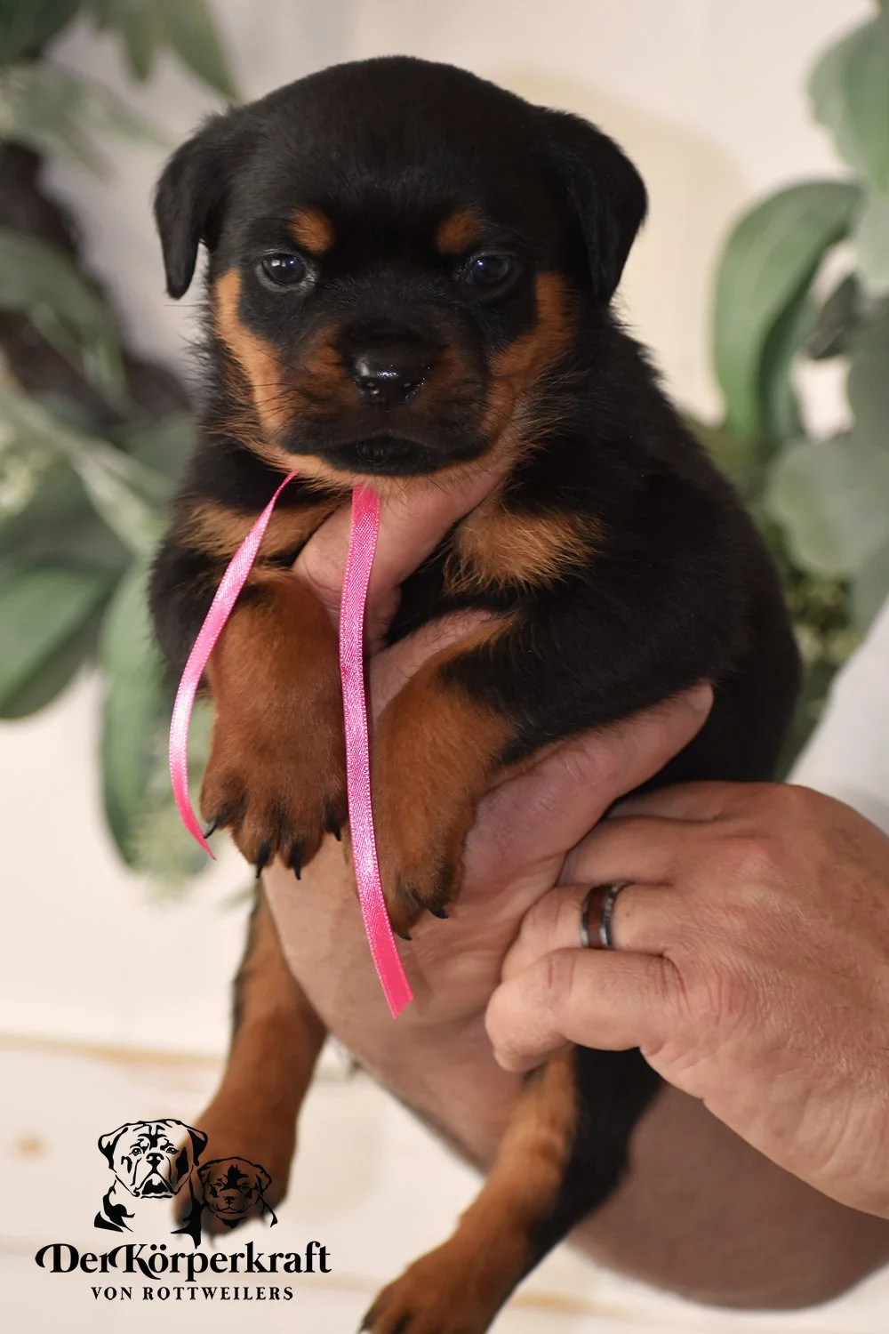 DKV Rottweilers | Rottweilers For Sale | Rottweilers For Sale