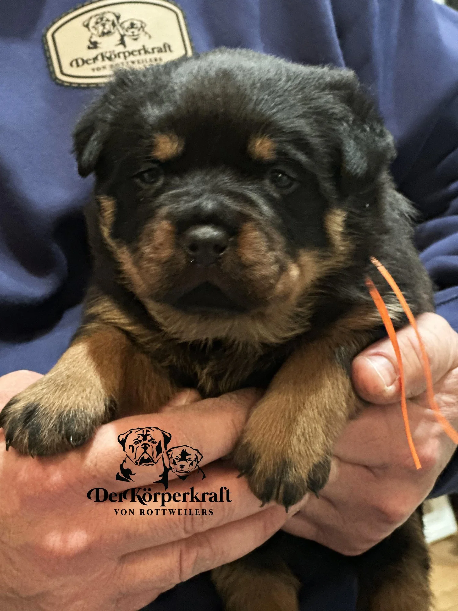 DKV Rottweilers | Rottweilers For Sale | Rottweilers For Sale