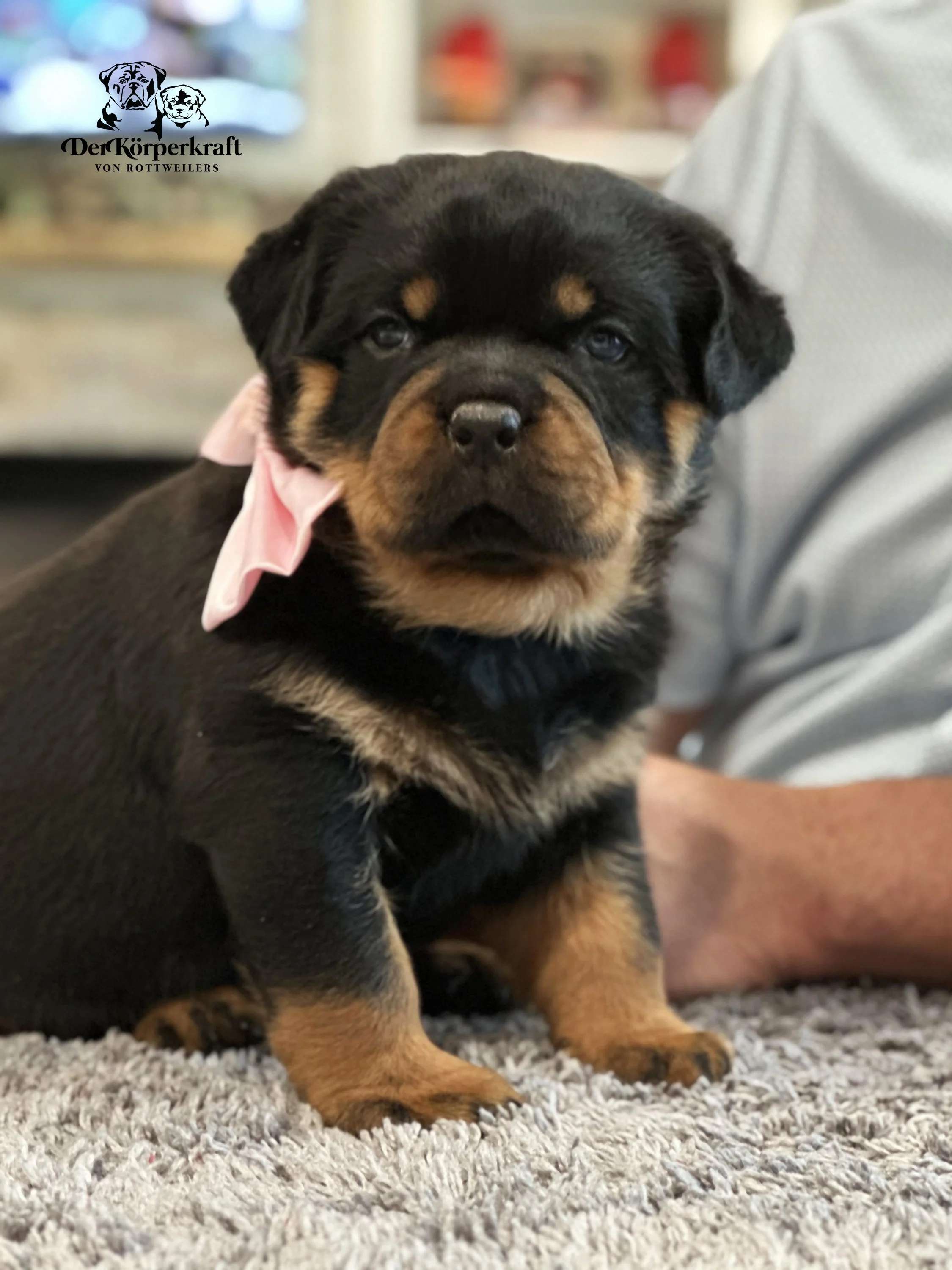 DKV Rottweilers | Rottweilers For Sale | Rottweilers For Sale