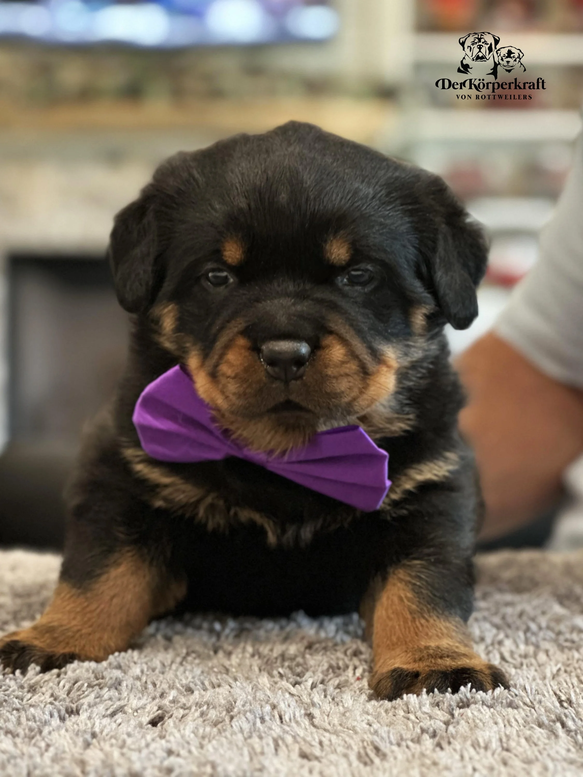 DKV Rottweilers | Rottweilers For Sale | Rottweilers For Sale