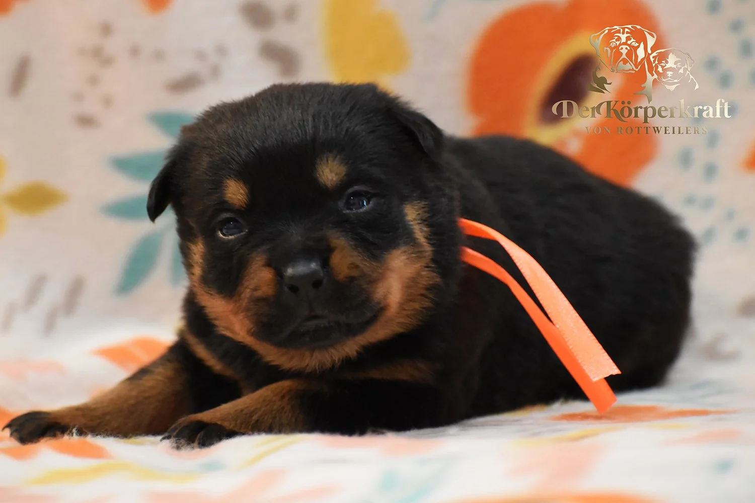 DKV Rottweilers | Rottweilers For Sale | Rottweilers For Sale