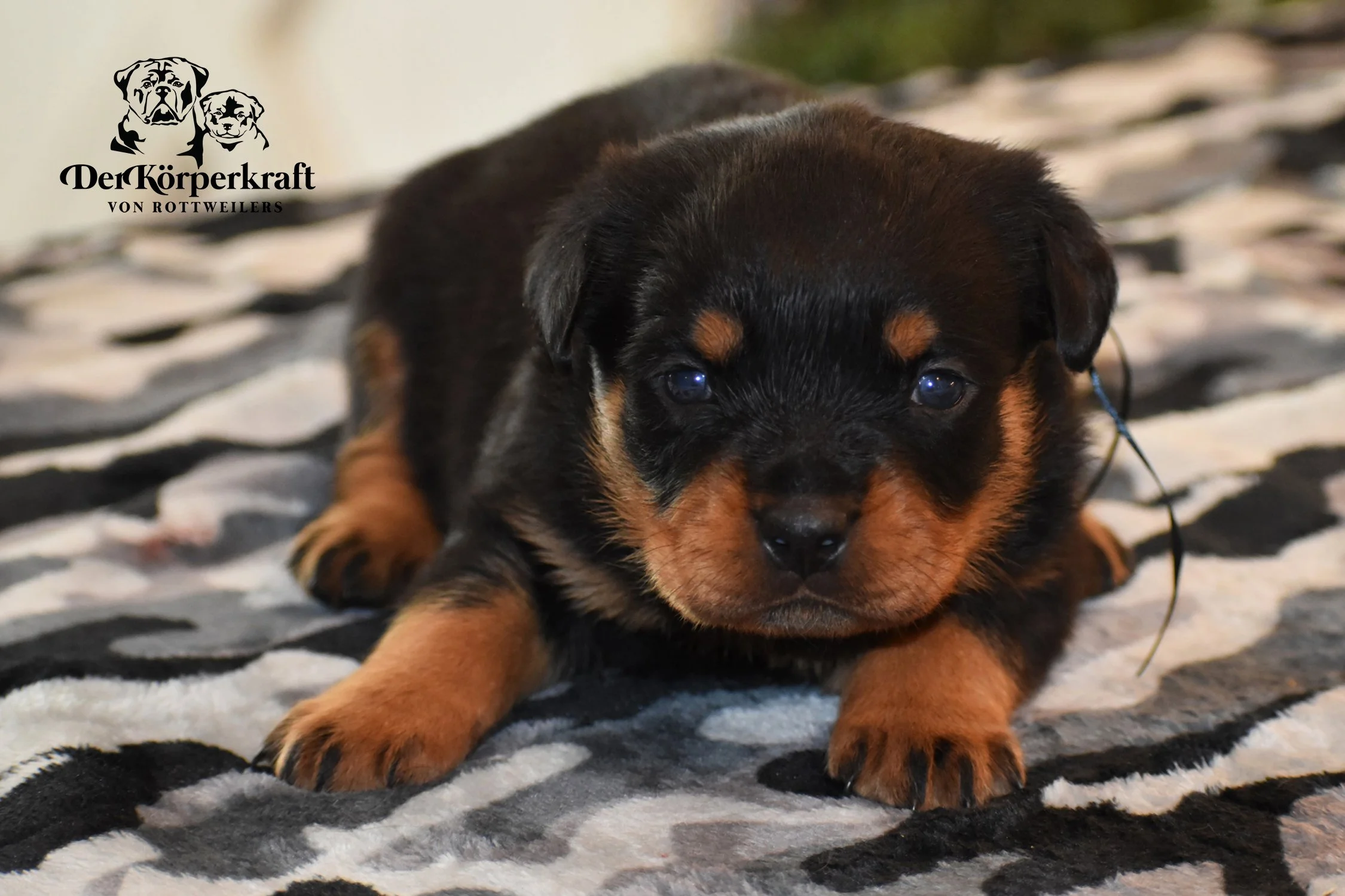 DKV Rottweilers | Rottweilers For Sale | Rottweilers For Sale