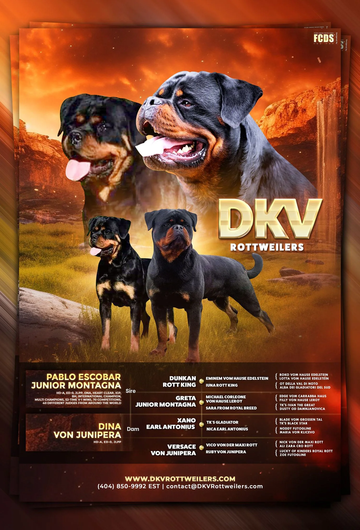 DKV Rottweilers | Rottweilers For Sale | Rottweilers For Sale