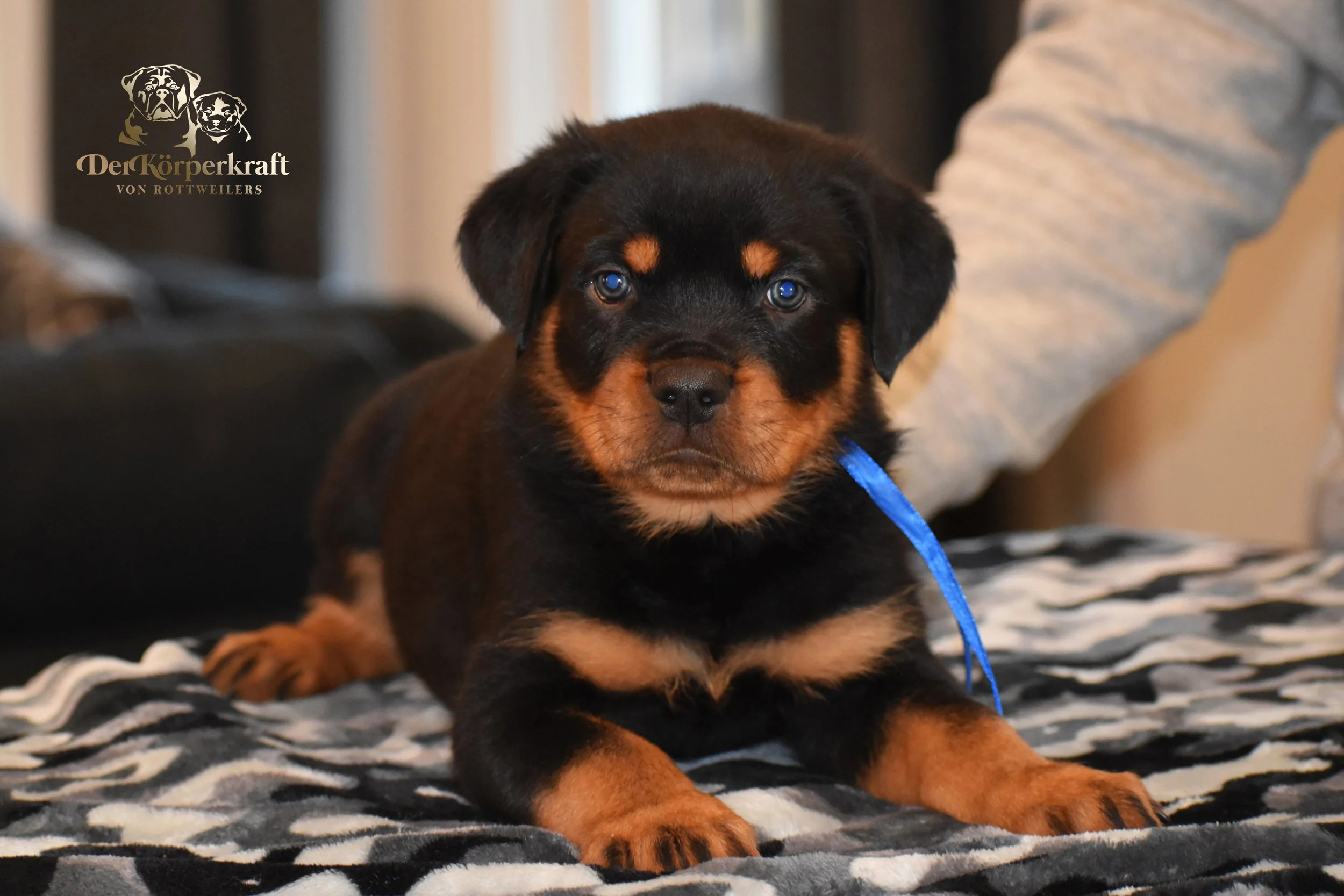 DKV Rottweilers | Rottweilers For Sale | Rottweilers For Sale
