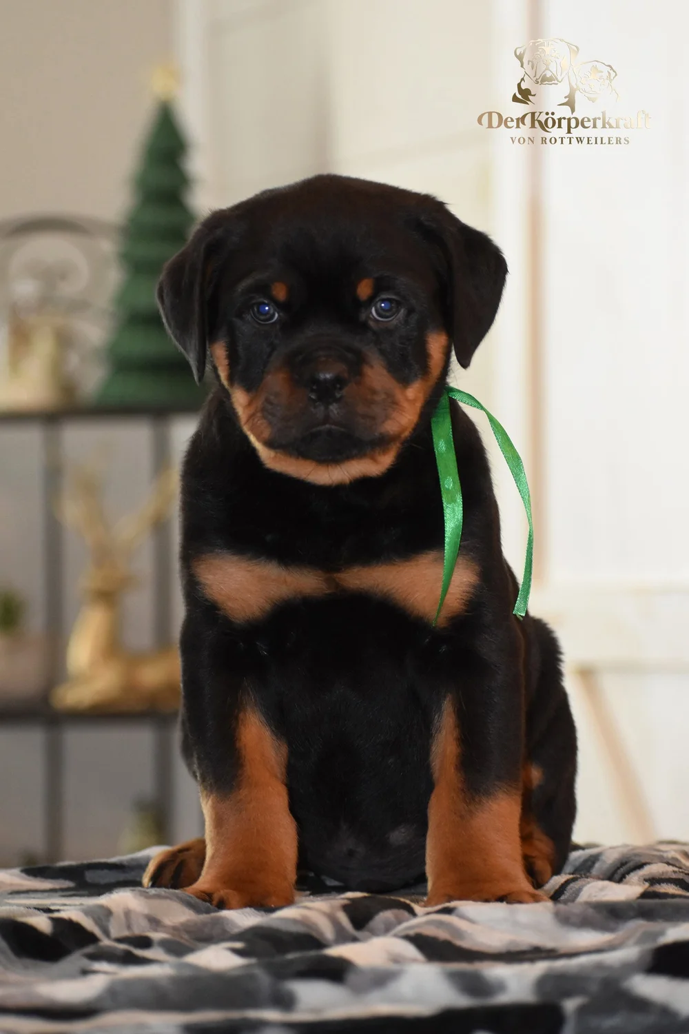 DKV Rottweilers | Rottweilers For Sale | Rottweilers For Sale