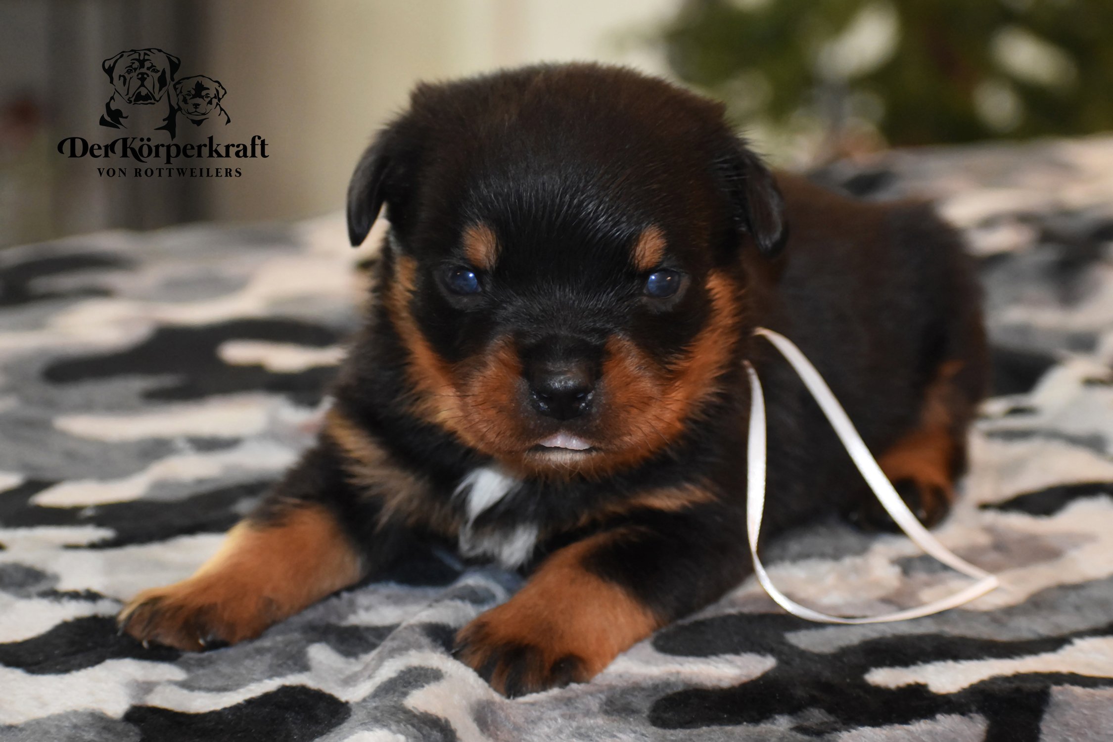 DKV Rottweilers | Rottweilers For Sale | Rottweilers For Sale