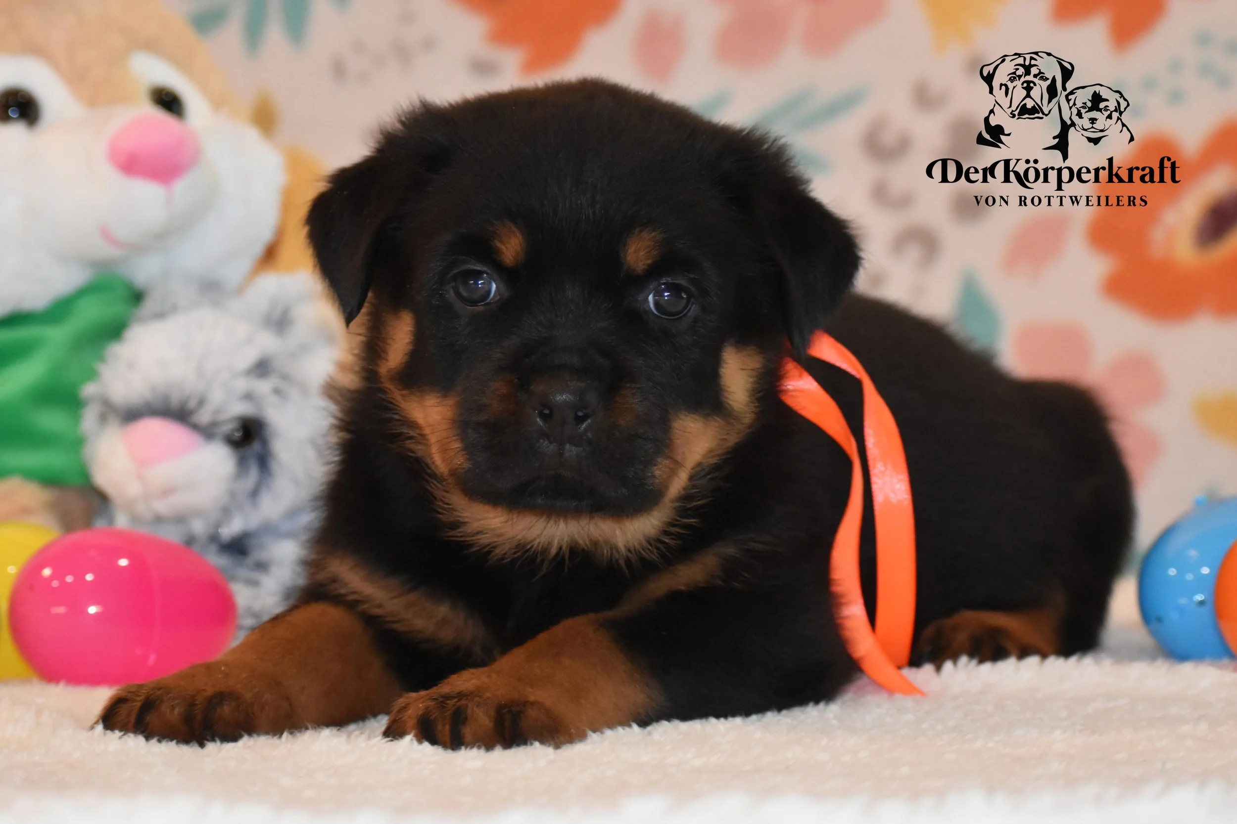 DKV Rottweilers | Rottweilers For Sale | Rottweilers For Sale