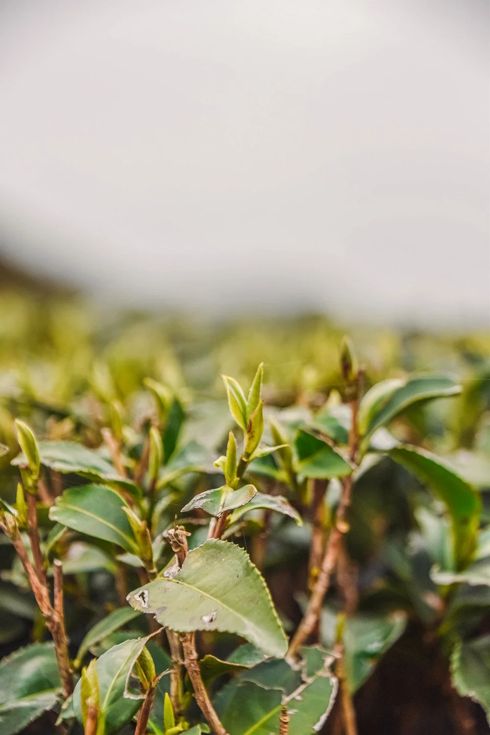Family-owned farms, generations-old traditions — Jinx Tea.