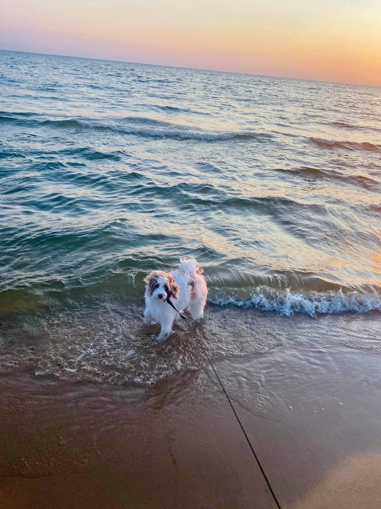 Maple Creek Aussiedoodles | Professional Breeder of Mini & Toy ...