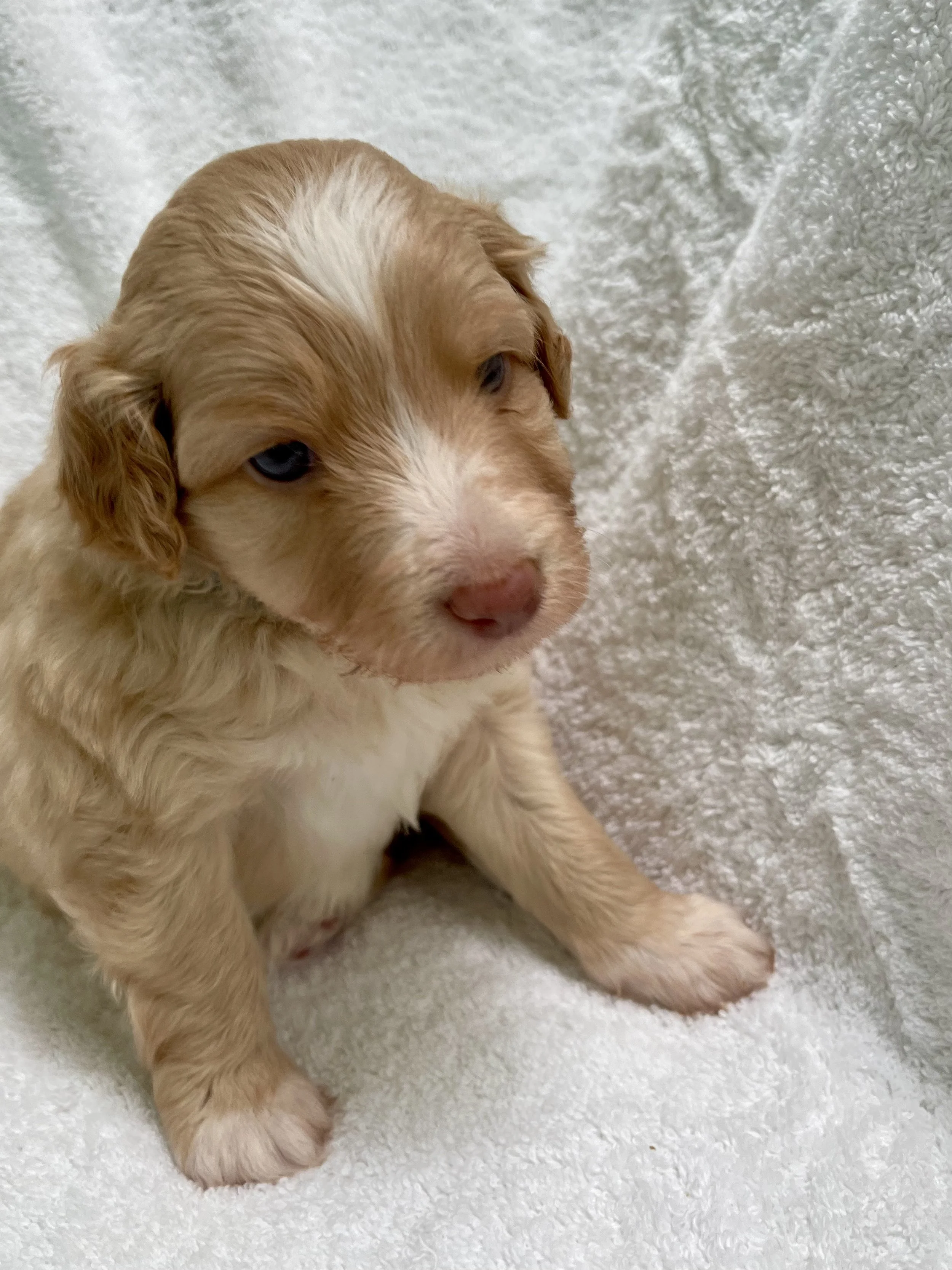 Quality Aussiedoodles from Maple Creek, IL : Available Red & Merle ...