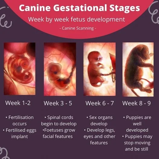 Follow Kona's Mini toy Aussiedoodle canine dog Pregnancy as she goes ...