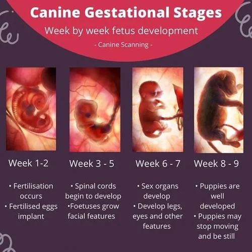 Follow Kona's Mini toy Aussiedoodle canine dog Pregnancy as she goes ...