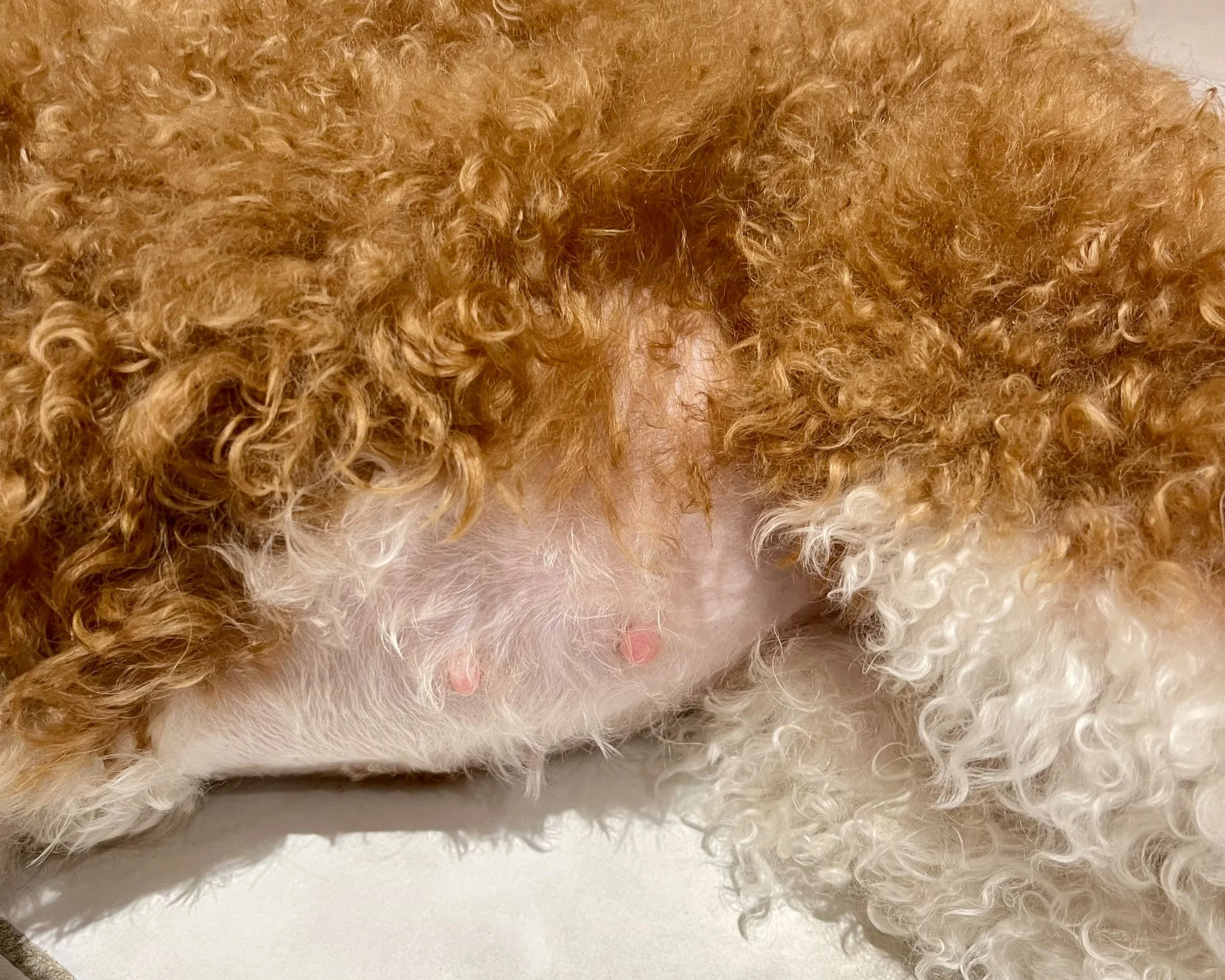 Follow Kona's Mini toy Aussiedoodle canine dog Pregnancy as she goes ...