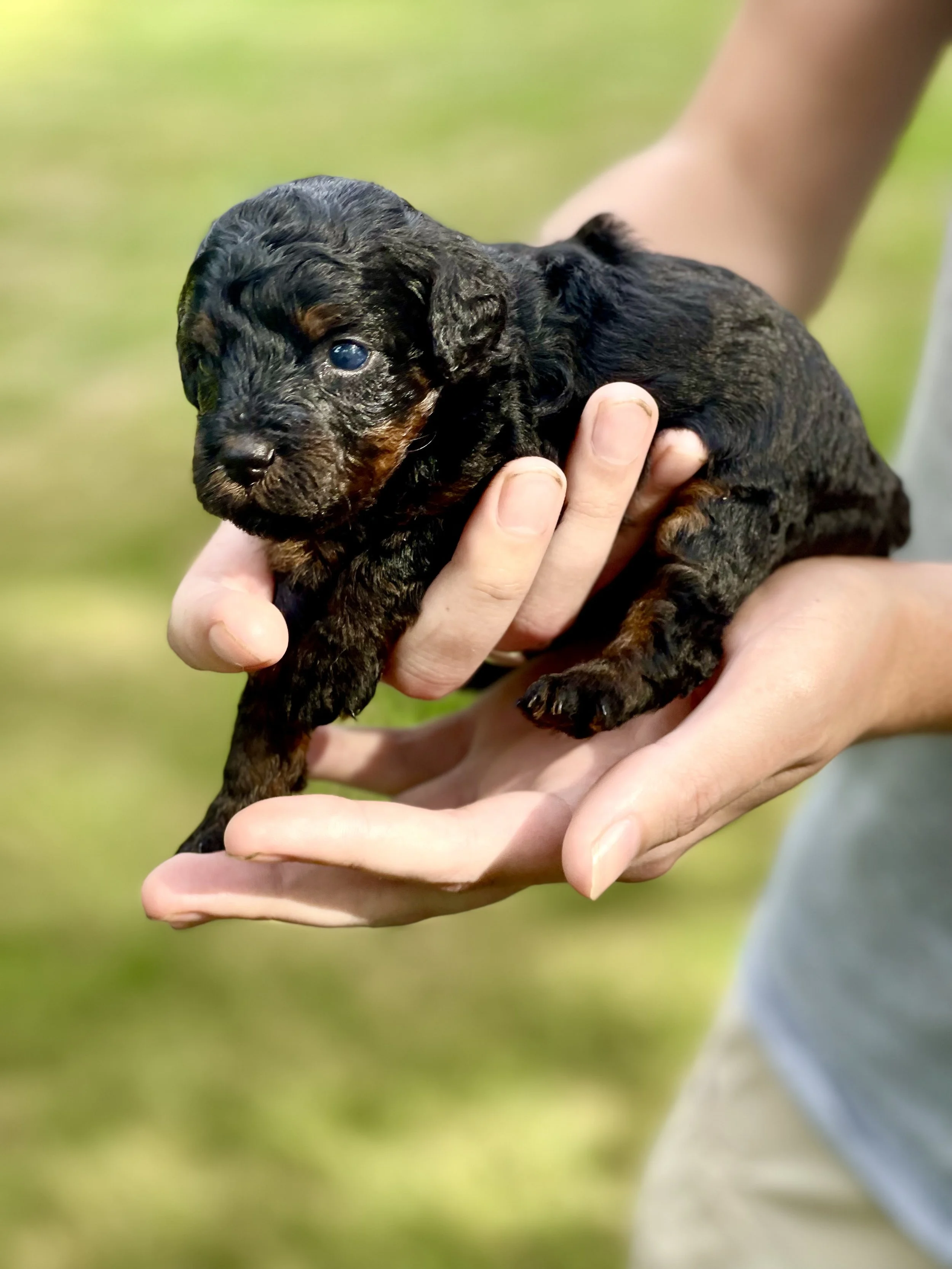 Quality Aussiedoodles from Maple Creek, IL : Available Red & Merle ...