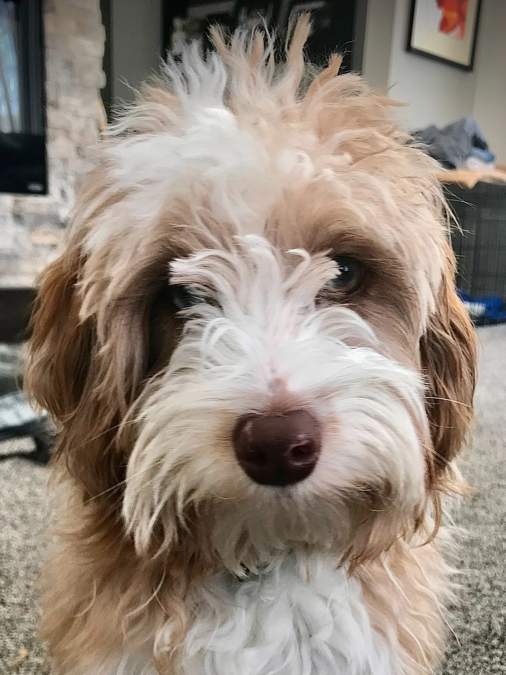 Quality Aussiedoodles from Maple Creek, IL : Available Red & Merle ...