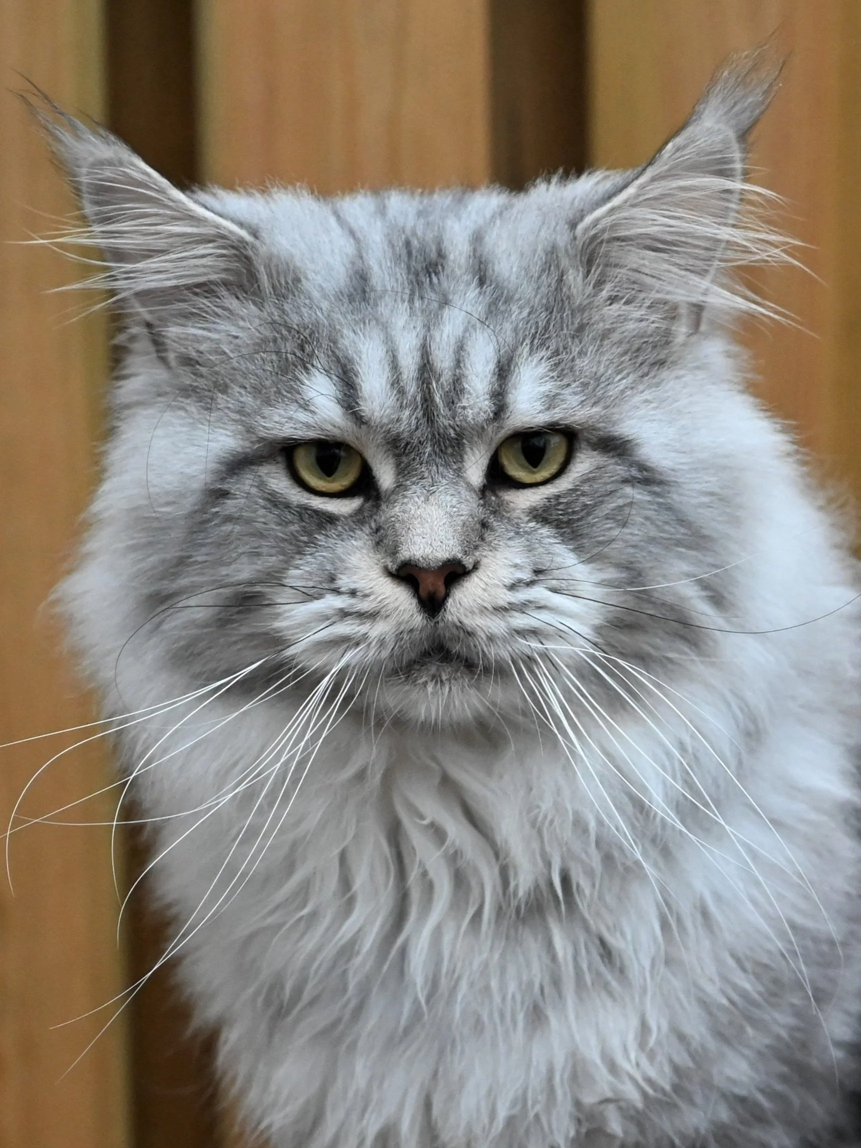 2023 Kullar — WH Jolly Tail´s