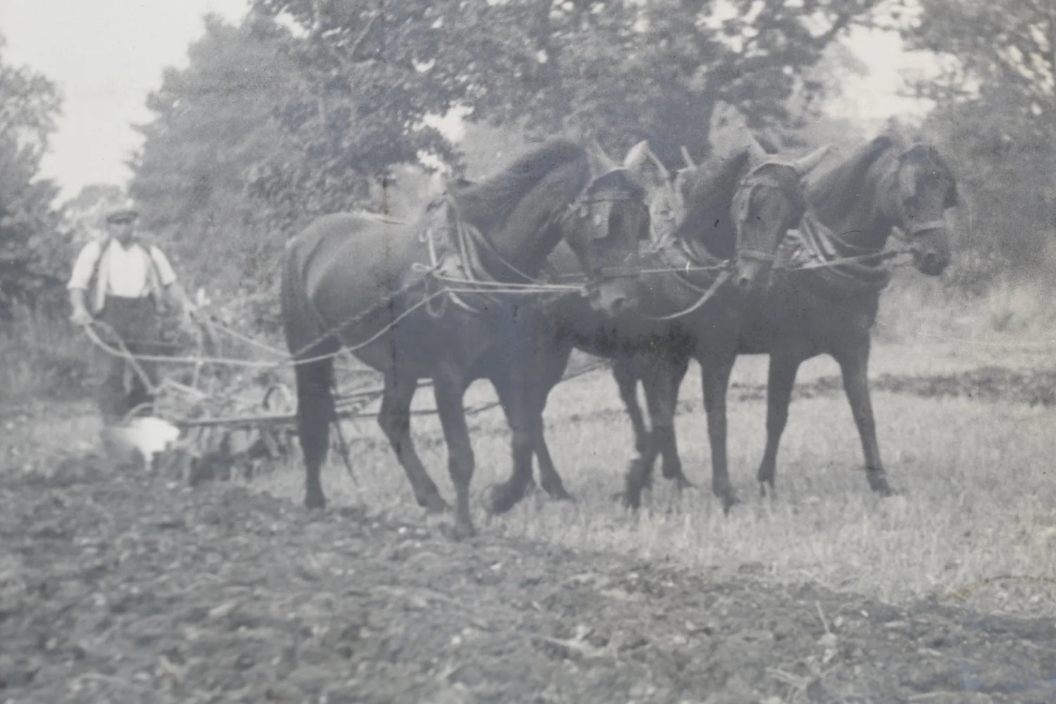 Cleveland Bays — Cholderton Estate