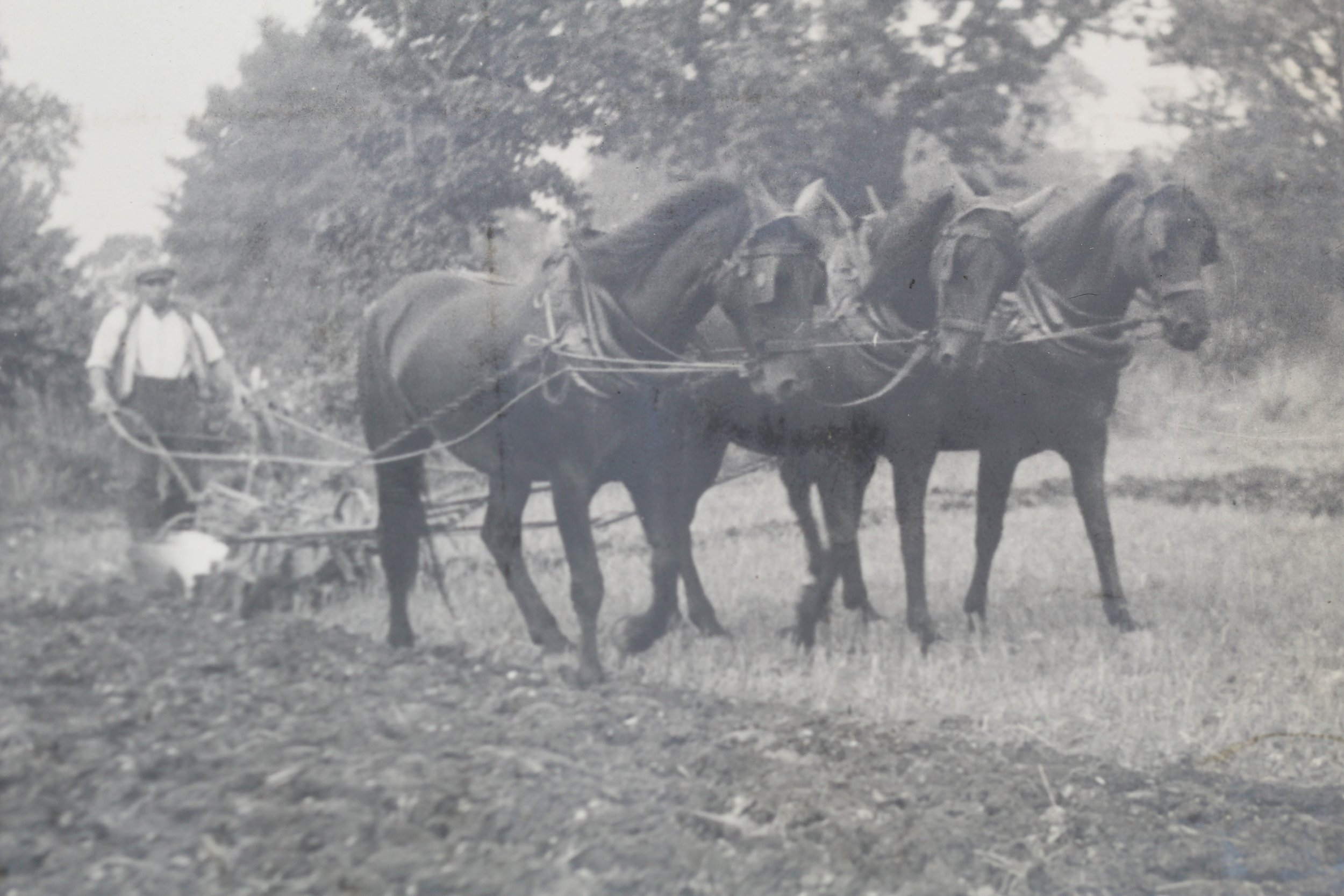 Cleveland Bays — Cholderton Estate