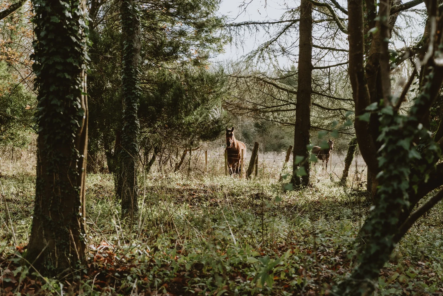 The Holly and the Ivy — Cholderton Estate