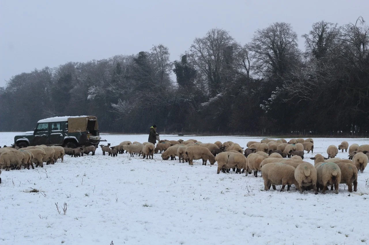 Hampshire Down Sheep — Cholderton Estate
