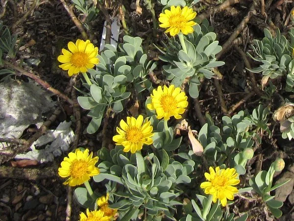 Anthriscus cerefolium — phisterra