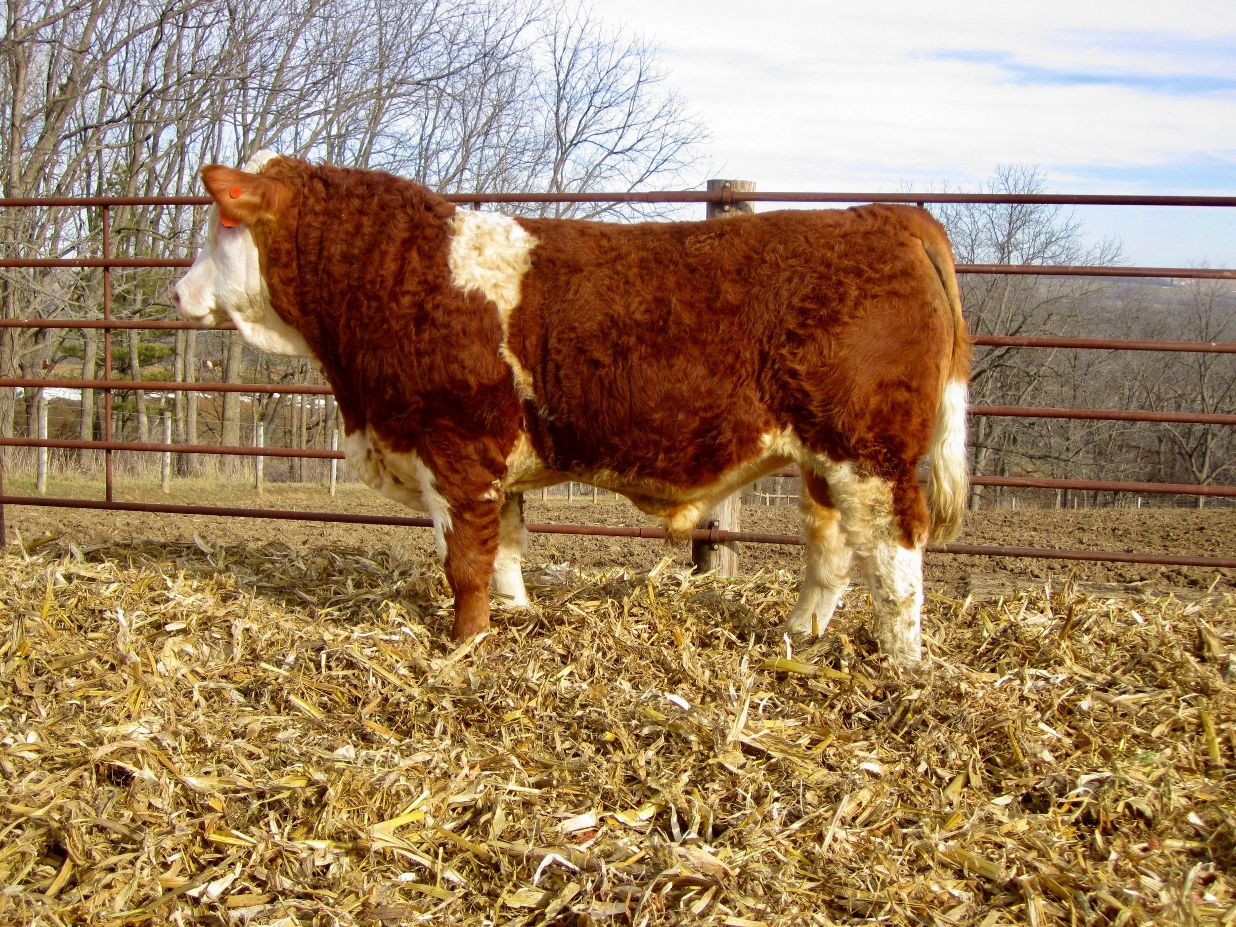 BULL SALE 2024 — Brink Genetics