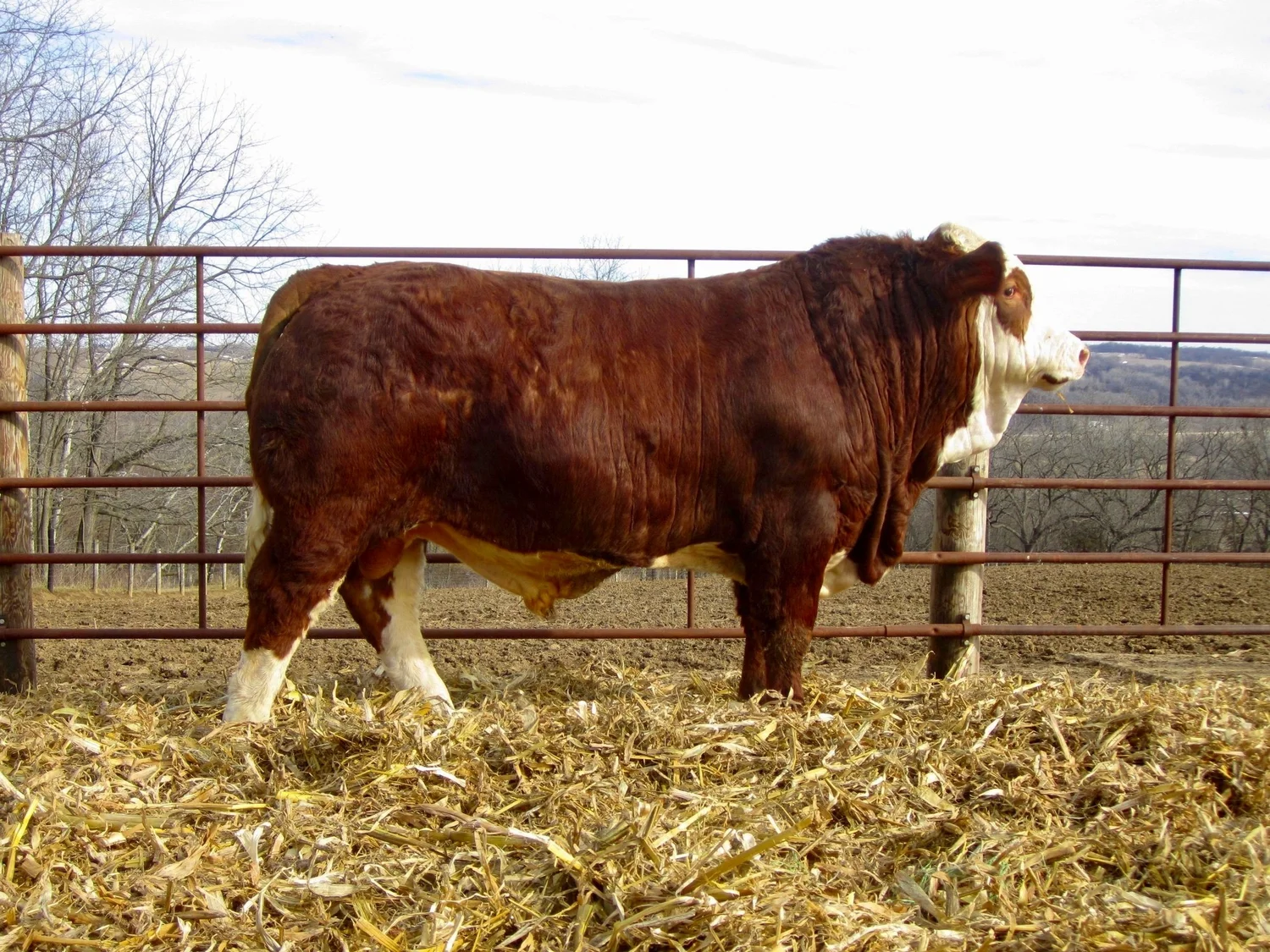 BULL SALE 2024 — Brink Genetics