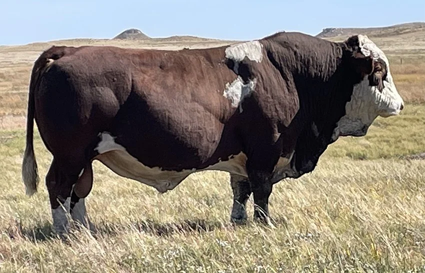 Fleckvieh Bull
