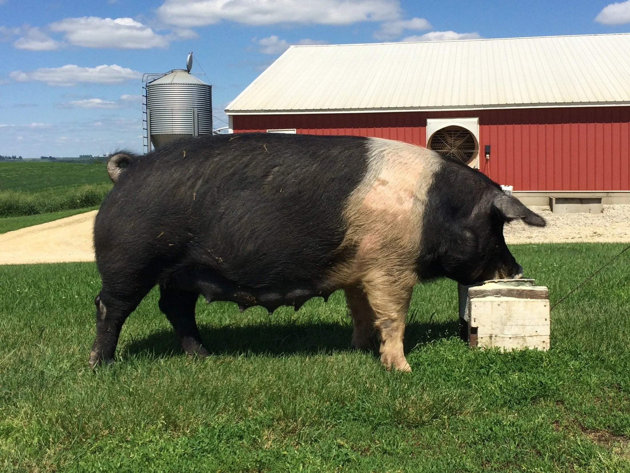 JDB 7S9-3 — Brink Genetics