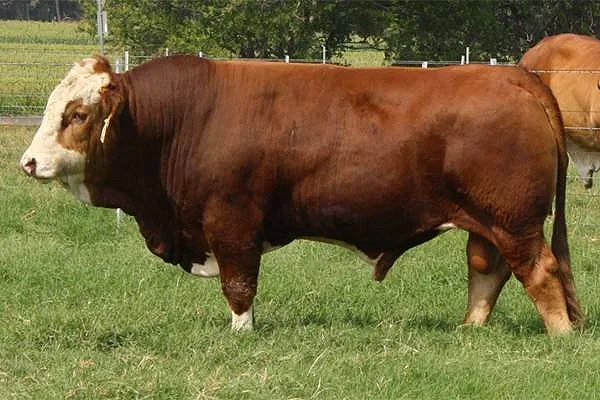 Great Guns Wyatt 12W — Brink Genetics