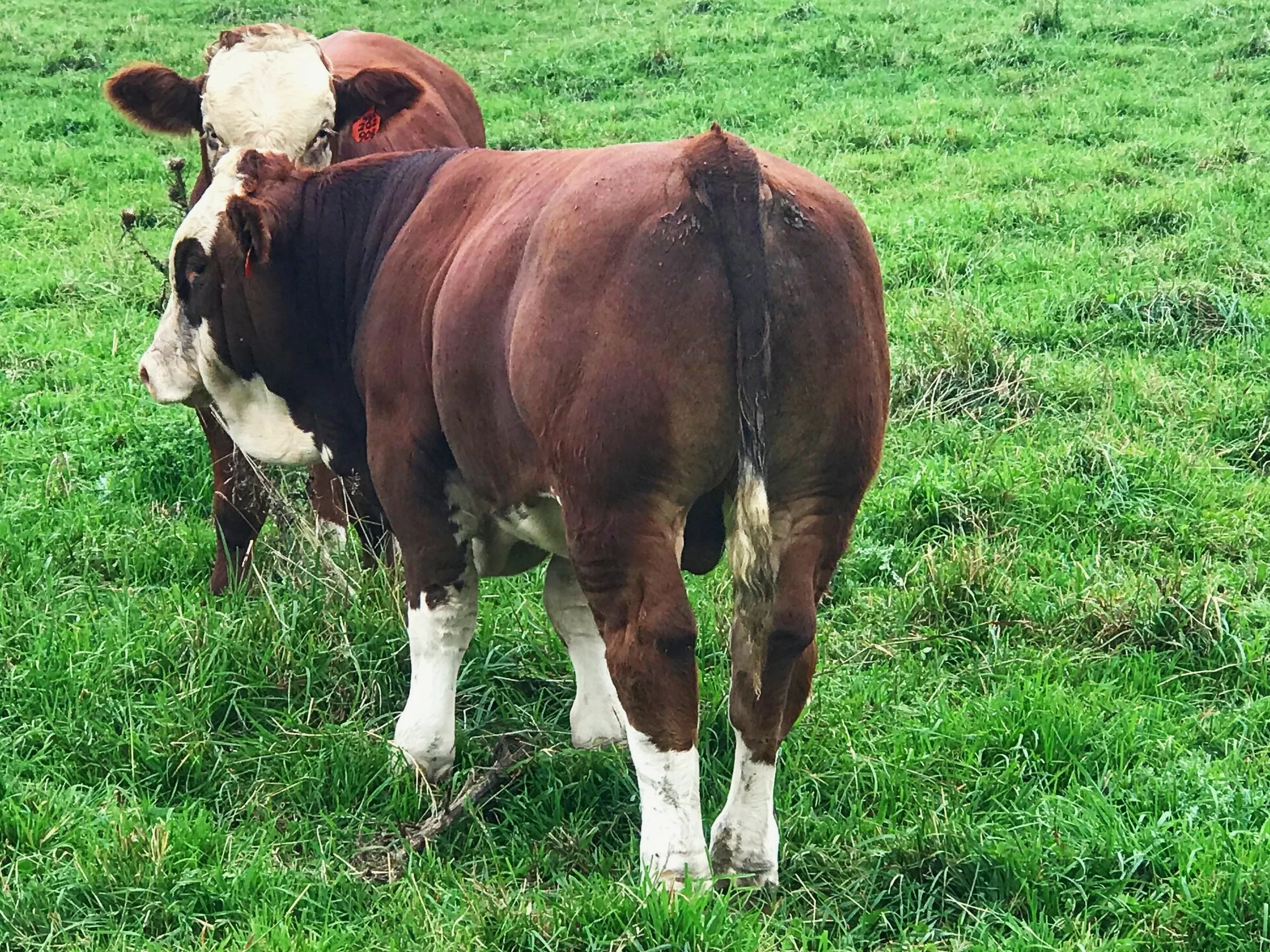 FLECKVIEH — Brink Genetics