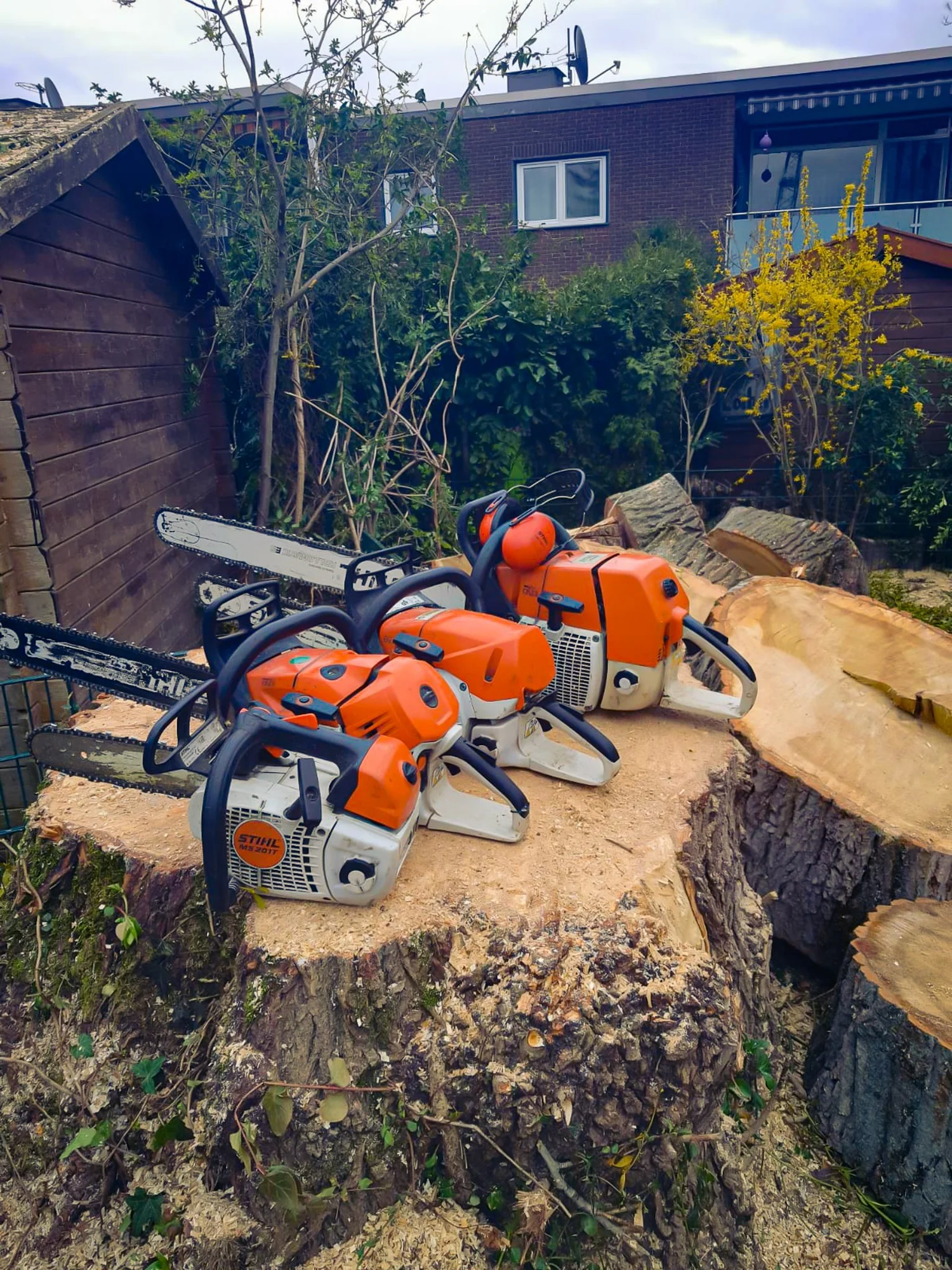 Baumkletterer – Baumspezialist Richard