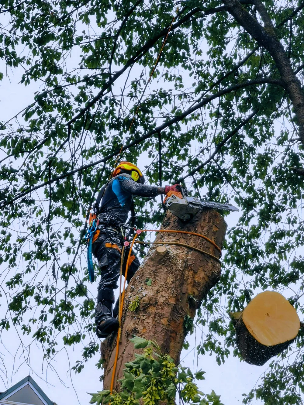 Baumkletterer – Baumspezialist Richard