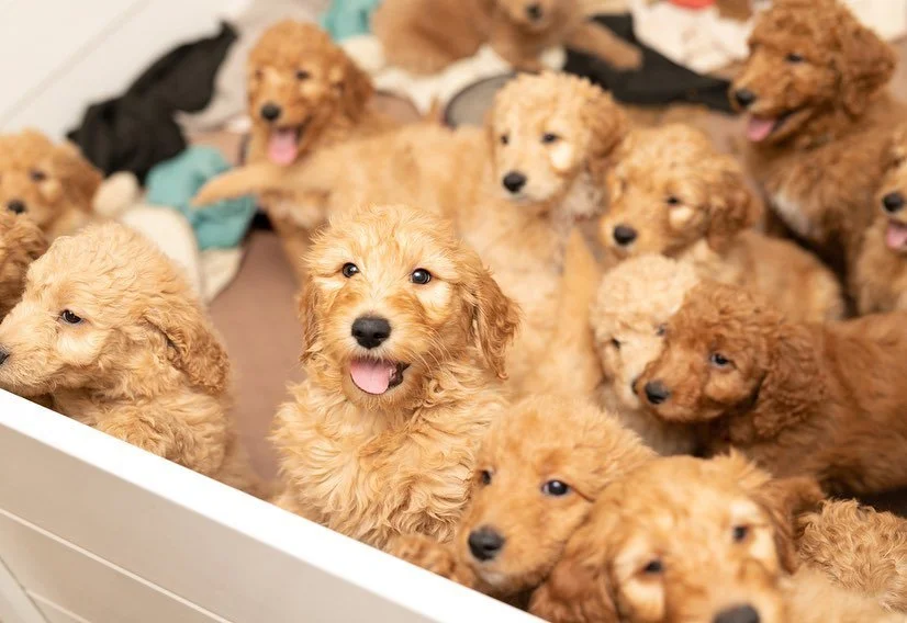 Available Goldendoodle Puppies For Sale In Dallas TX