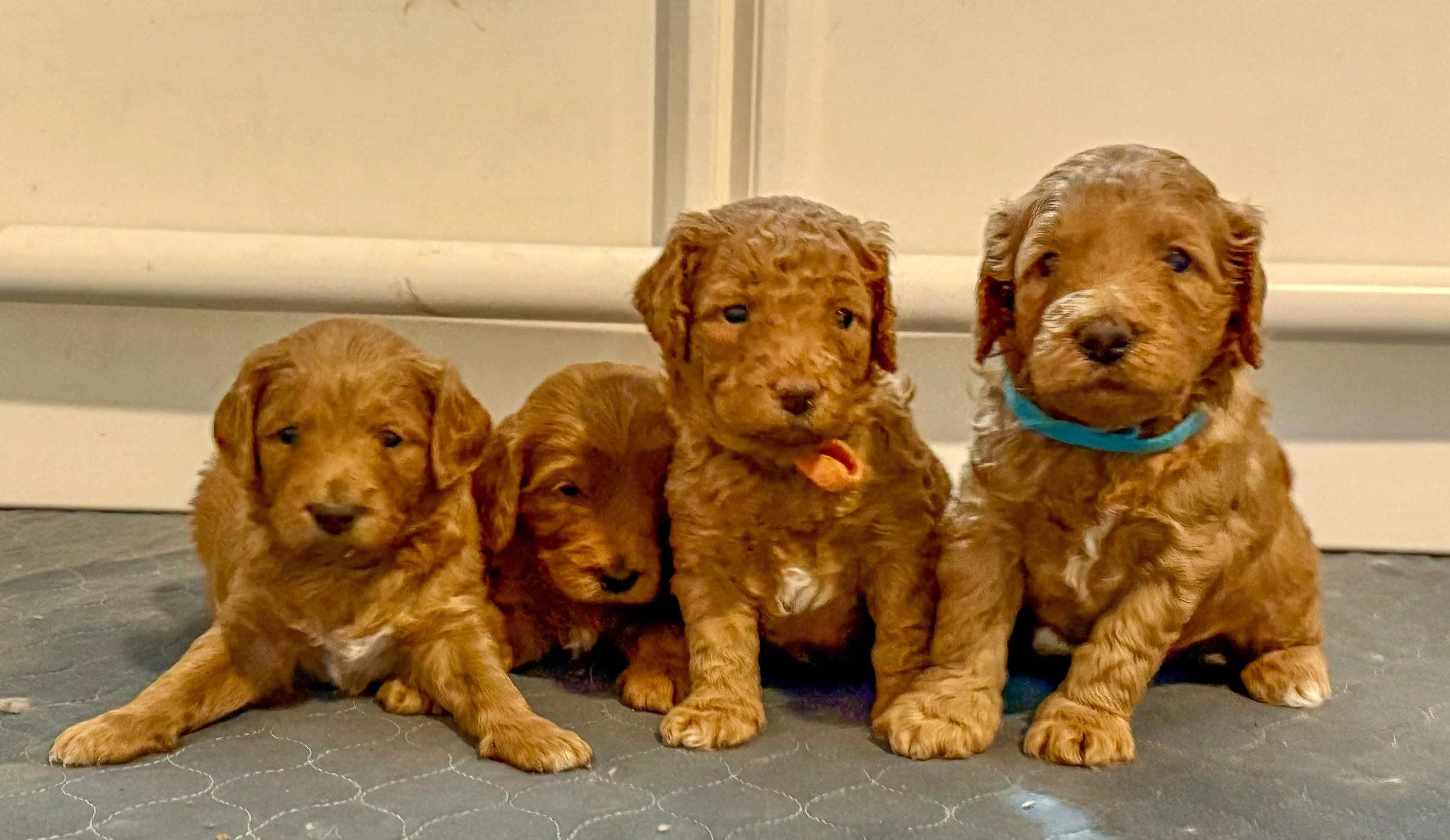 Available Goldendoodle Puppies For Sale In Dallas TX