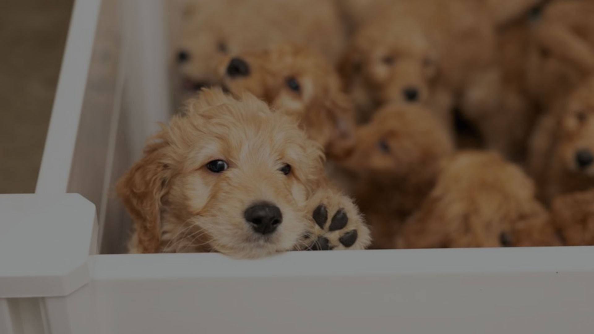 Purkey Puppies